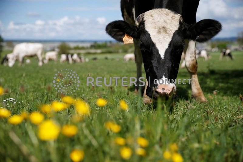 EU farmers could get cash to curb emissions from belching livestock ...