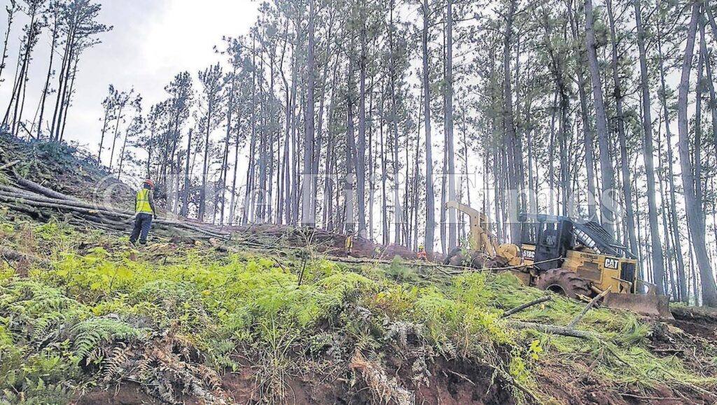 Bua pine landowners say acacia trees 'out of control' - The Fiji Times