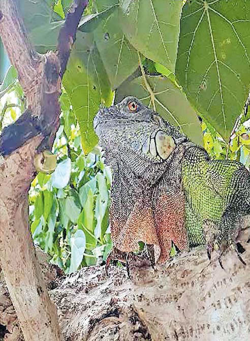 Giant invasive iguana -what their presence really means for Fiji - The ...