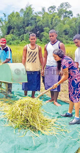 First harvest - The Fiji Times