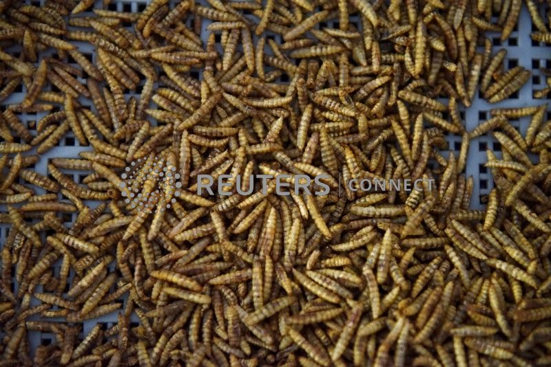 Munching maggots help Singapore startup secure lucrative biomaterial ...