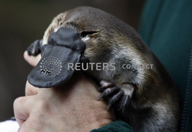 Australia building world's first platypus sanctuary - The Fiji Times