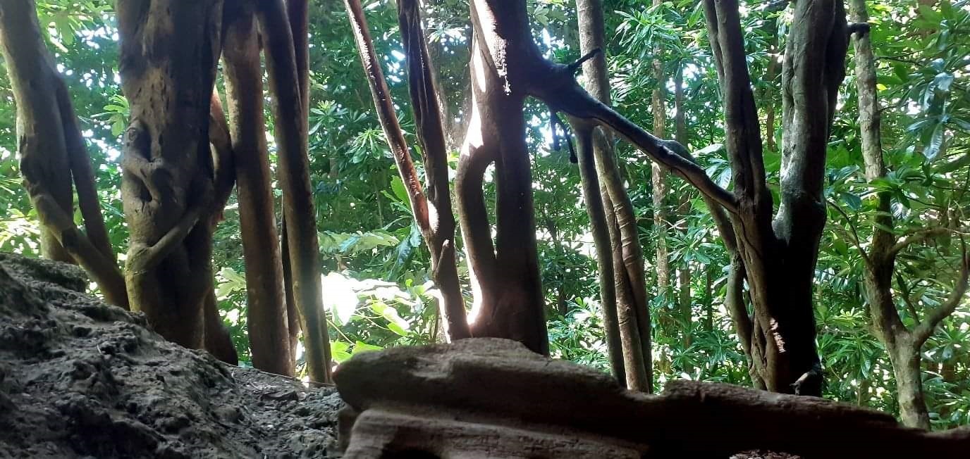 Discovering Fiji: The slaughtered Tongan warriors - A cave of bones ...