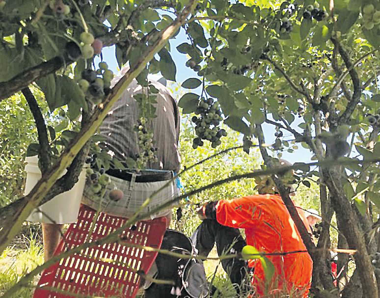 One day in the life of a fruit picker - The Fiji Times