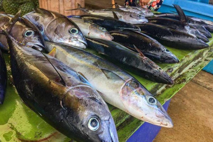 High fees to sell tuna at Gizo force fishers into unsustainable reef ...