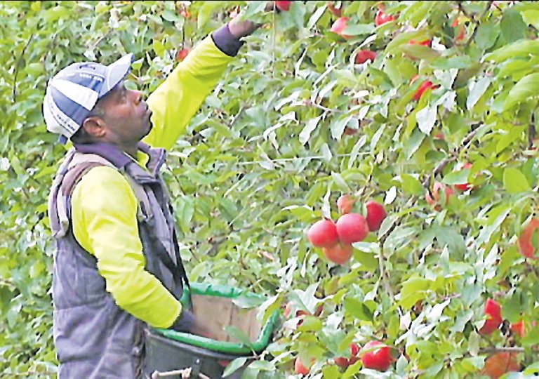 Why people pick fruit - The Fiji Times