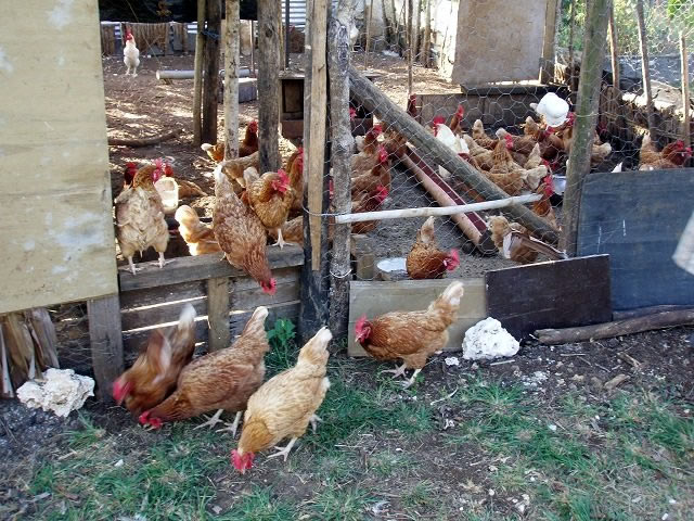 Basic poultry packs for households - The Fiji Times