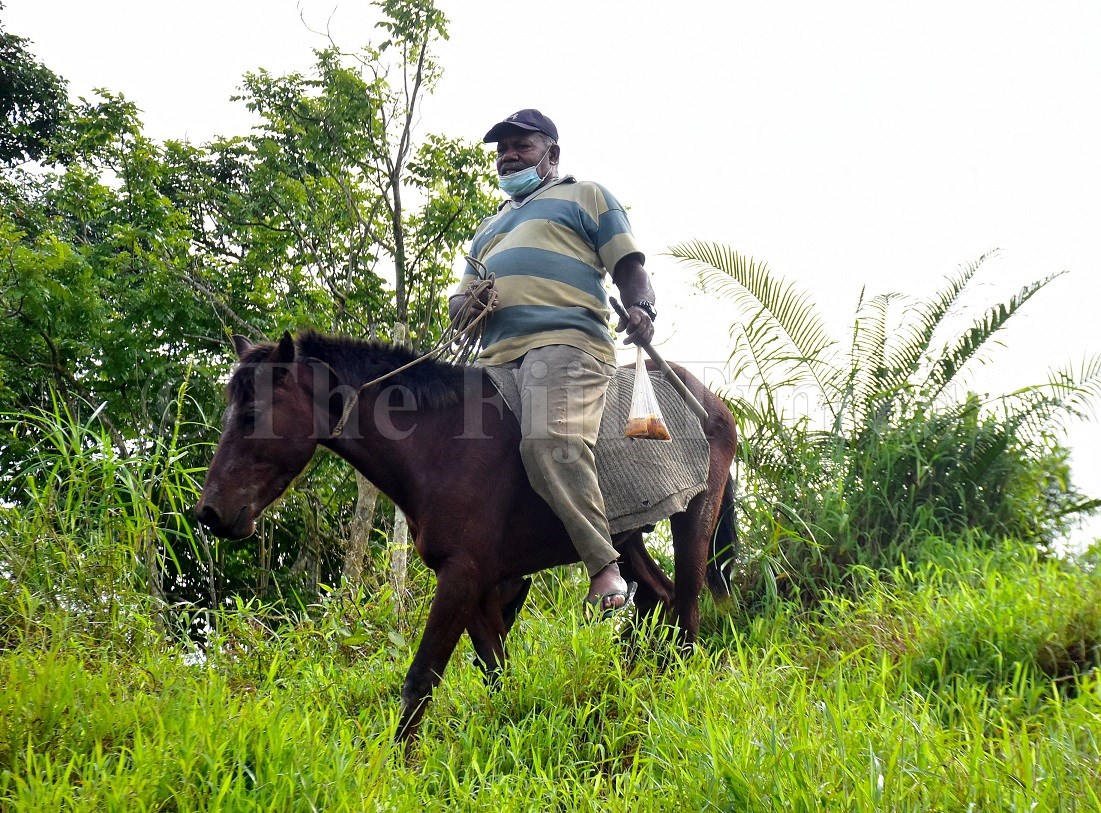 Farmers note surge in root crop theft - The Fiji Times