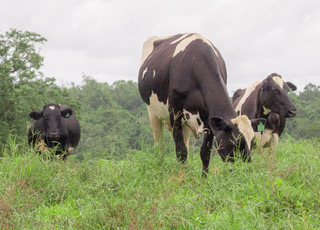Dairy farmers call for aid - The Fiji Times