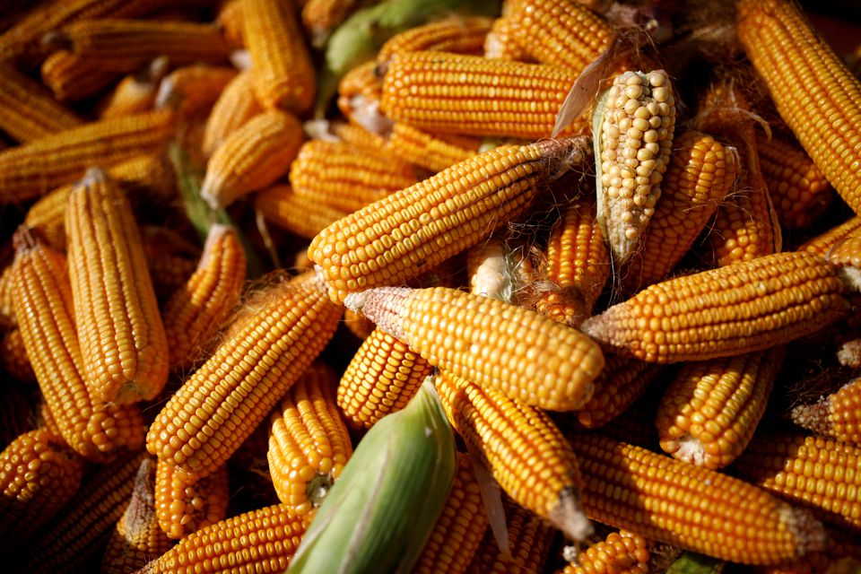 Double whammy for food buyers as freight costs spike amid high grain ...