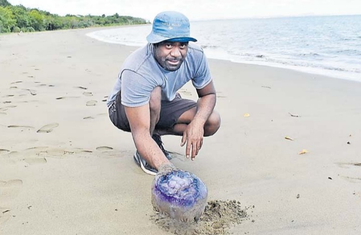 Large waves bring jellyfish - The Fiji Times