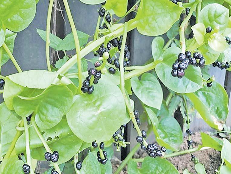 Get out and plant - Ideal weather offers the perfect planting season ...