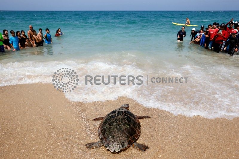 Turtle returns to sea after months of injury treatment - The Fiji Times