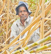 Sen turns to the cane fields - The Fiji Times