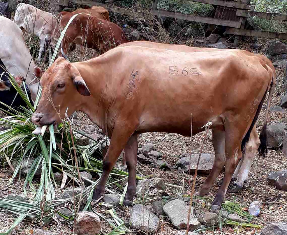 10 people questioned over cattle theft racket - The Fiji Times