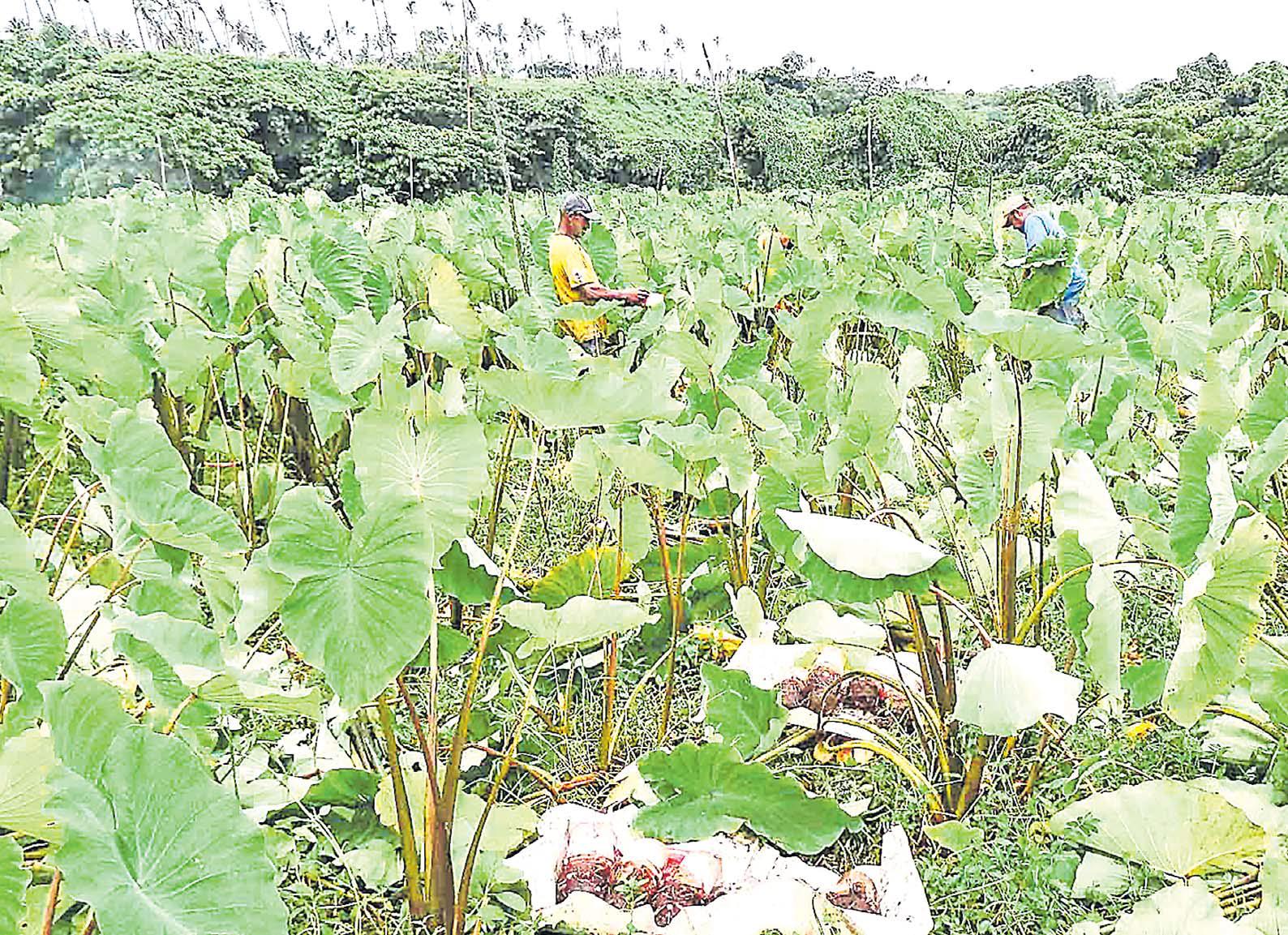 Agriculture census report - $143m worth of dalo plants - The Fiji Times
