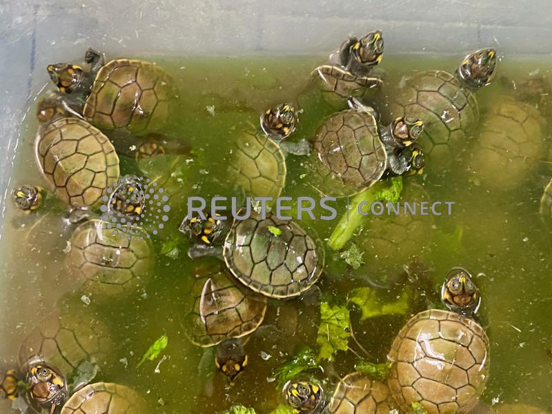 'Go be happy': Thousands of baby river turtles released in Peruvian ...