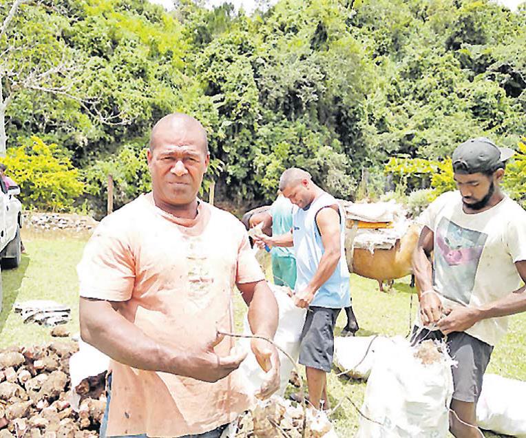 Back in History: Farmers venture into commercial root crop farming ...