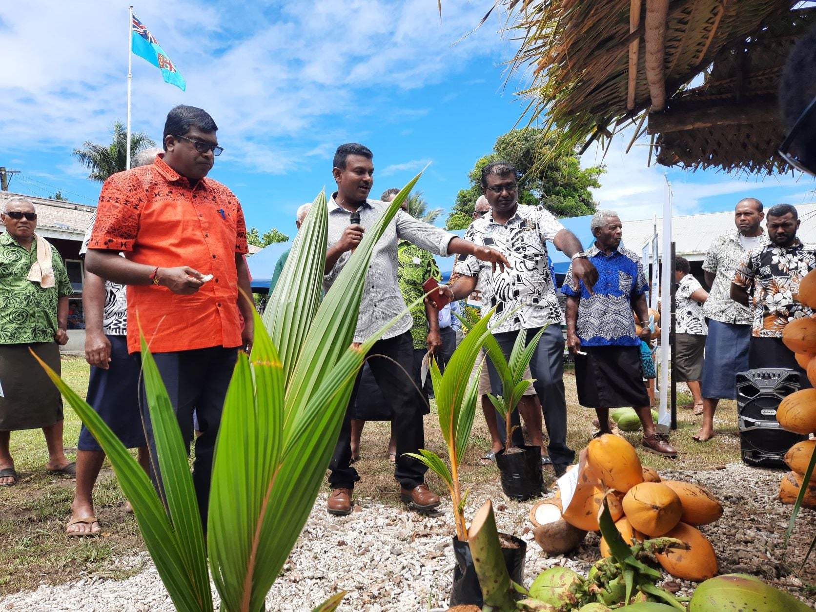 Fiji releases new hybrid coconut variety - The Fiji Times