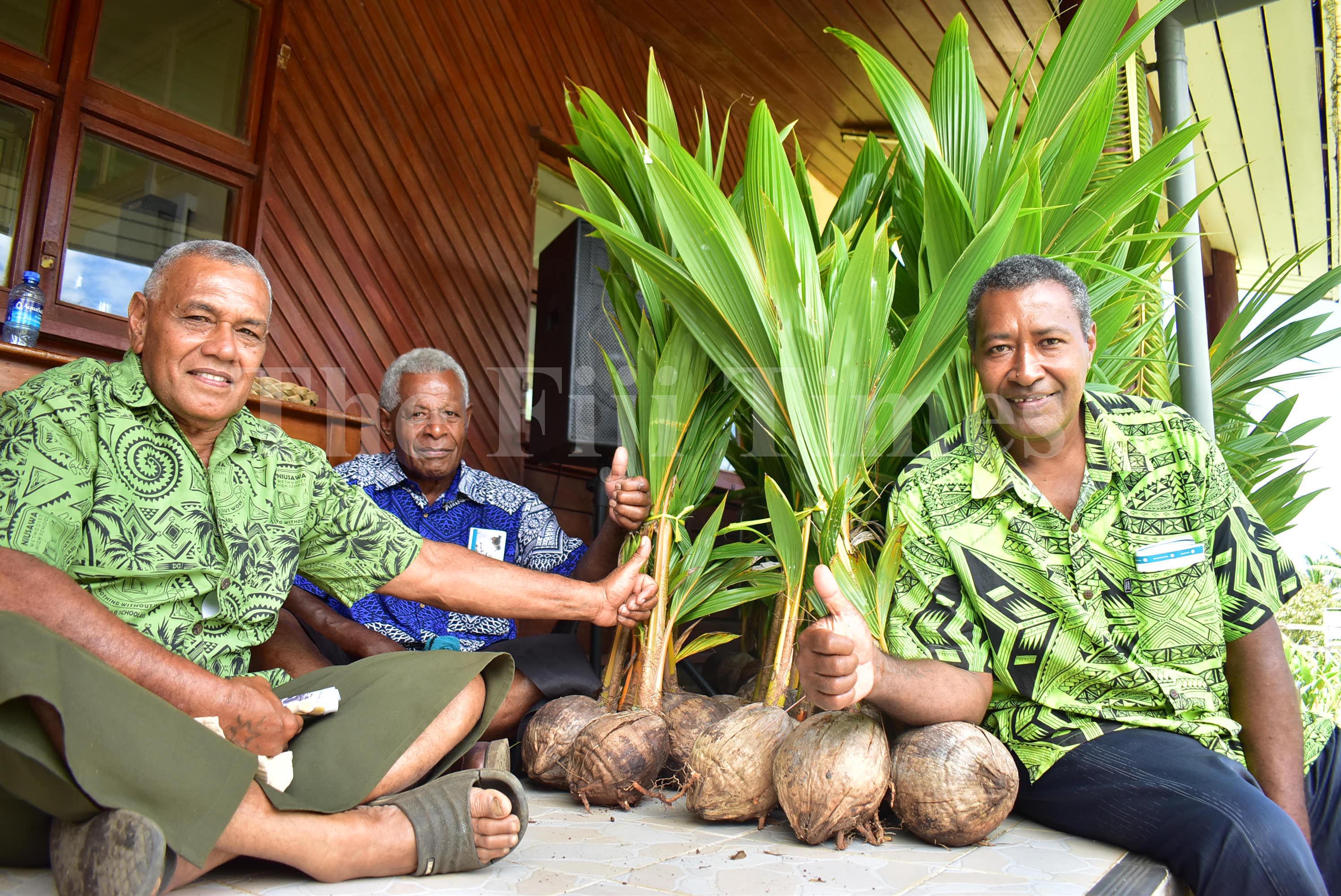 New coconut breed to boost copra farming - The Fiji Times