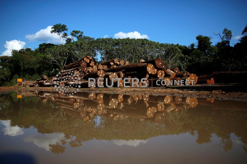 Exclusive: Brazil shuts illegal timber schemes, sheds light on Amazon ...
