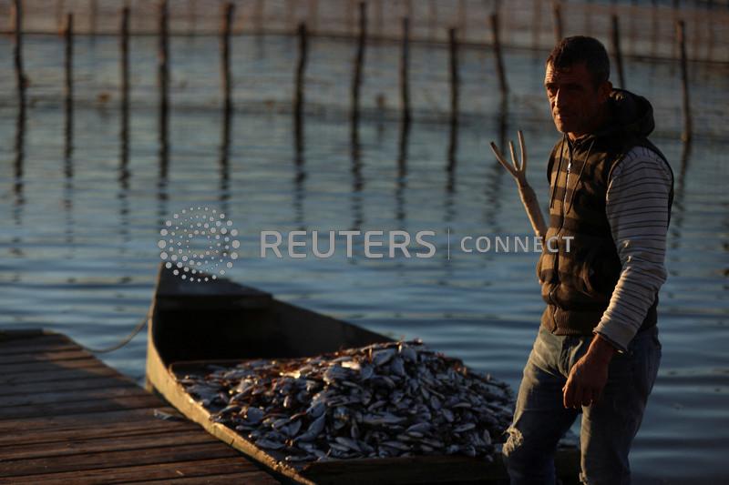 Thousands of fish die from thermal shock as cold sweeps Greece - The ...