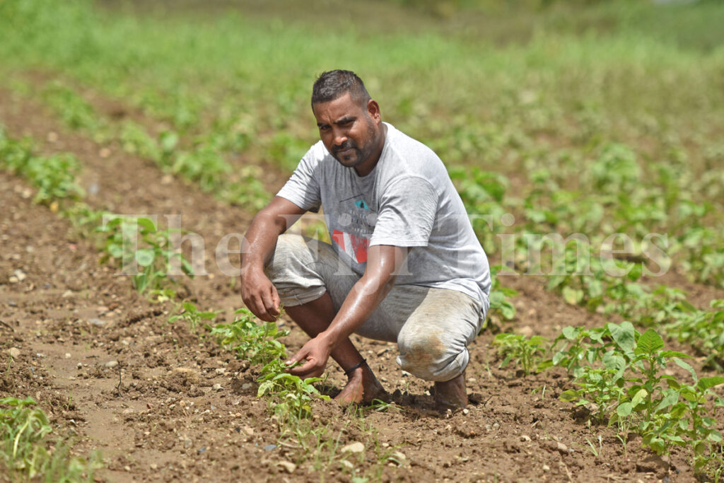 Neeraj loses all vegies, root crops - The Fiji Times