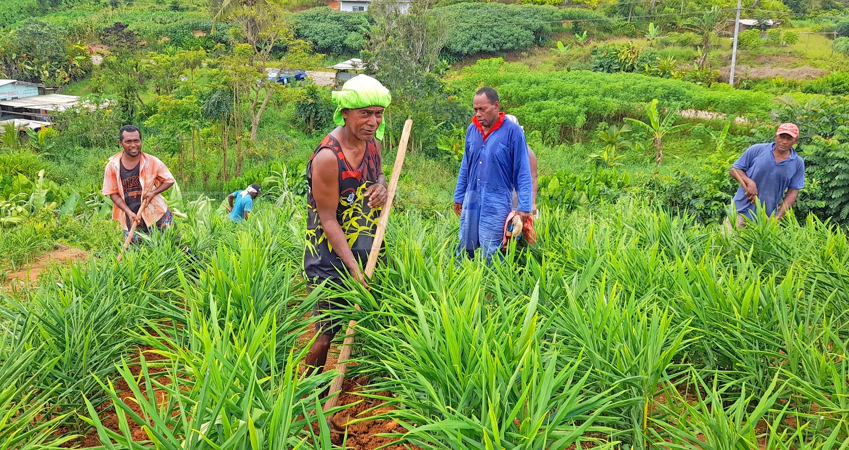 Ginger farming - Church expects a $10k harvest this year, says steward ...