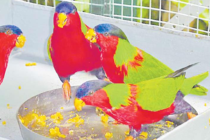 Back in History: Plans for bird park - The Fiji Times
