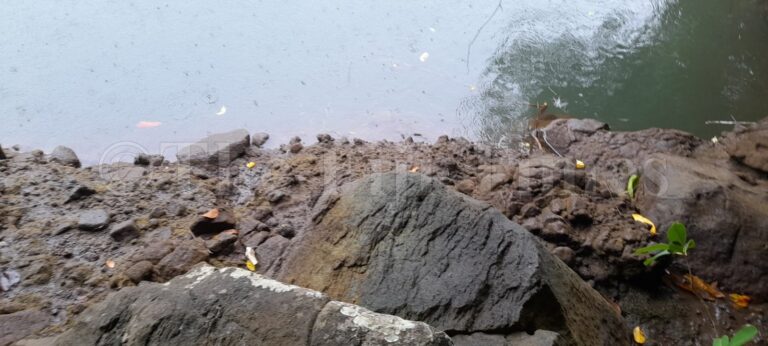 The birth and home of the shark god Dakuwaqa - The Fiji Times