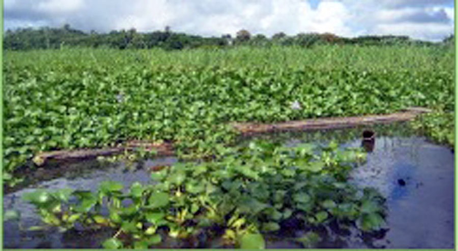 Waimanu catchment ‘critical’ - The Fiji Times