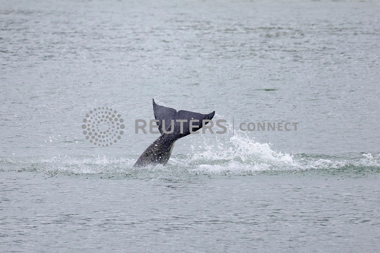 Terminally ill whale adrift in Seine to be euthanised after failed ...
