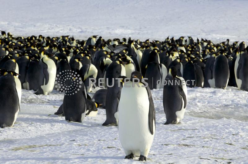 Emperor Penguin at serious risk of extinction due to climate change ...