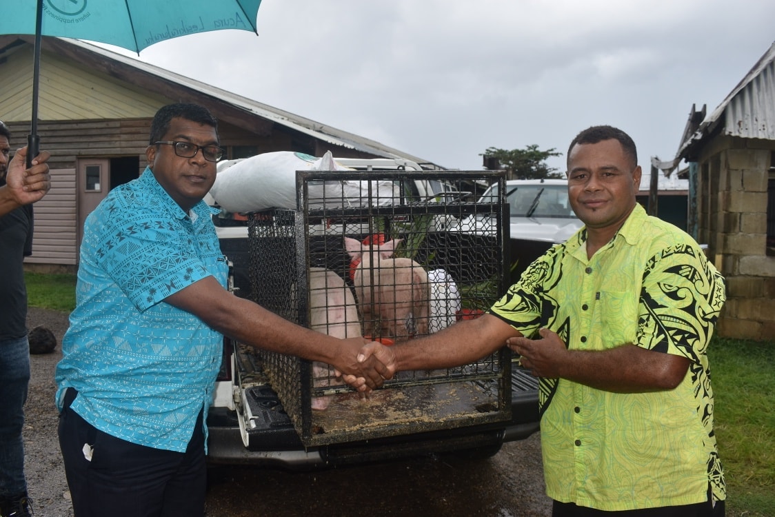 Improved pig breeding stock for Koro - The Fiji Times