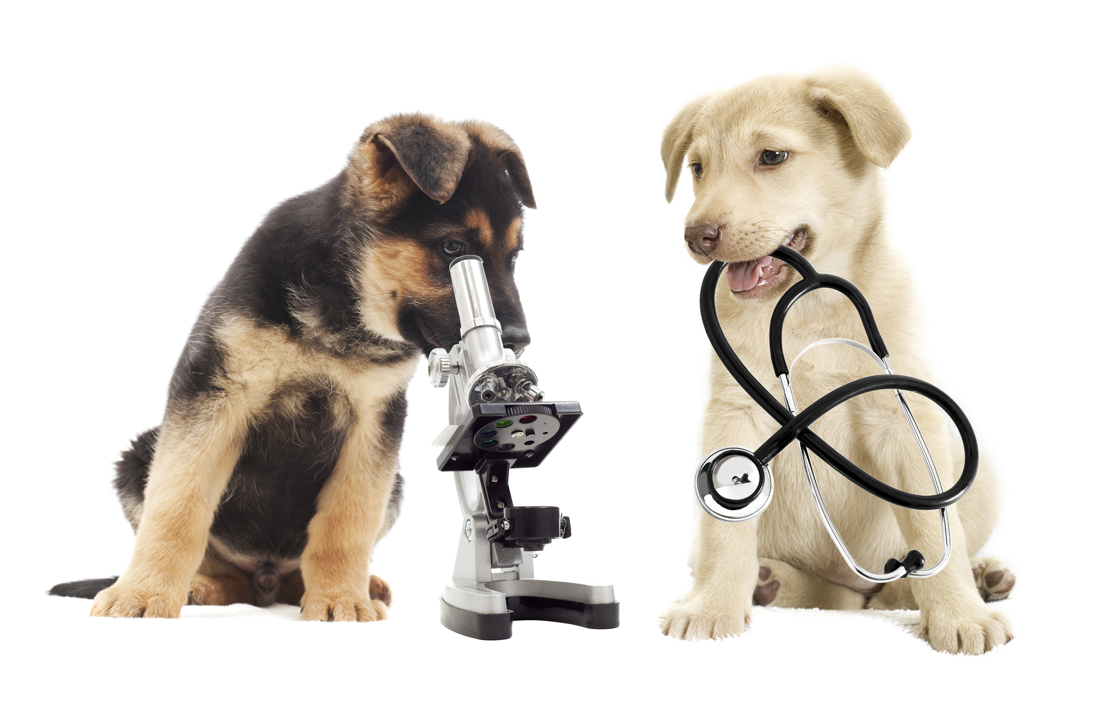 Thank you vets - Woof woof from our friendly paws - The Fiji Times