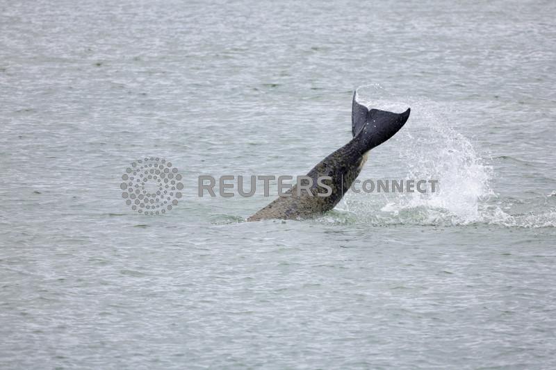 French officials to use orcas sounds to guide lost killer whale back to ...