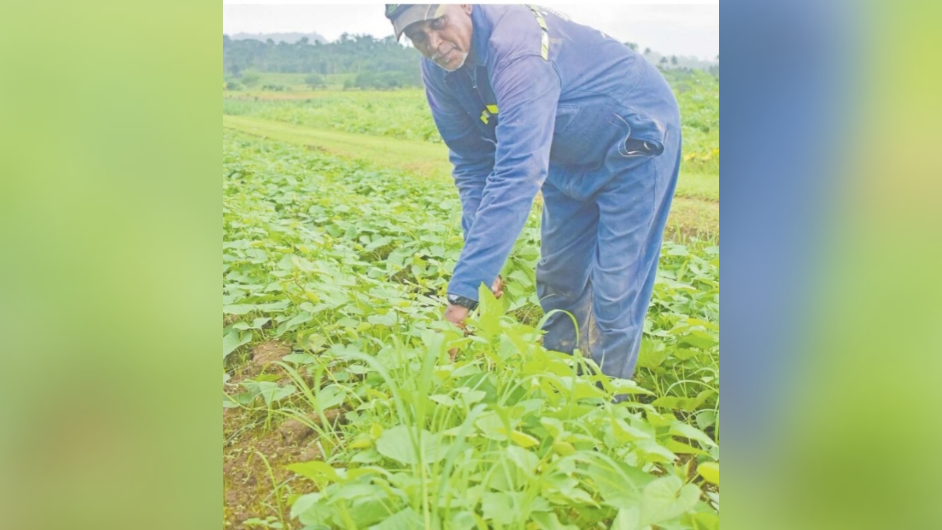 Sur Sen - Enjoying farm life - The Fiji Times