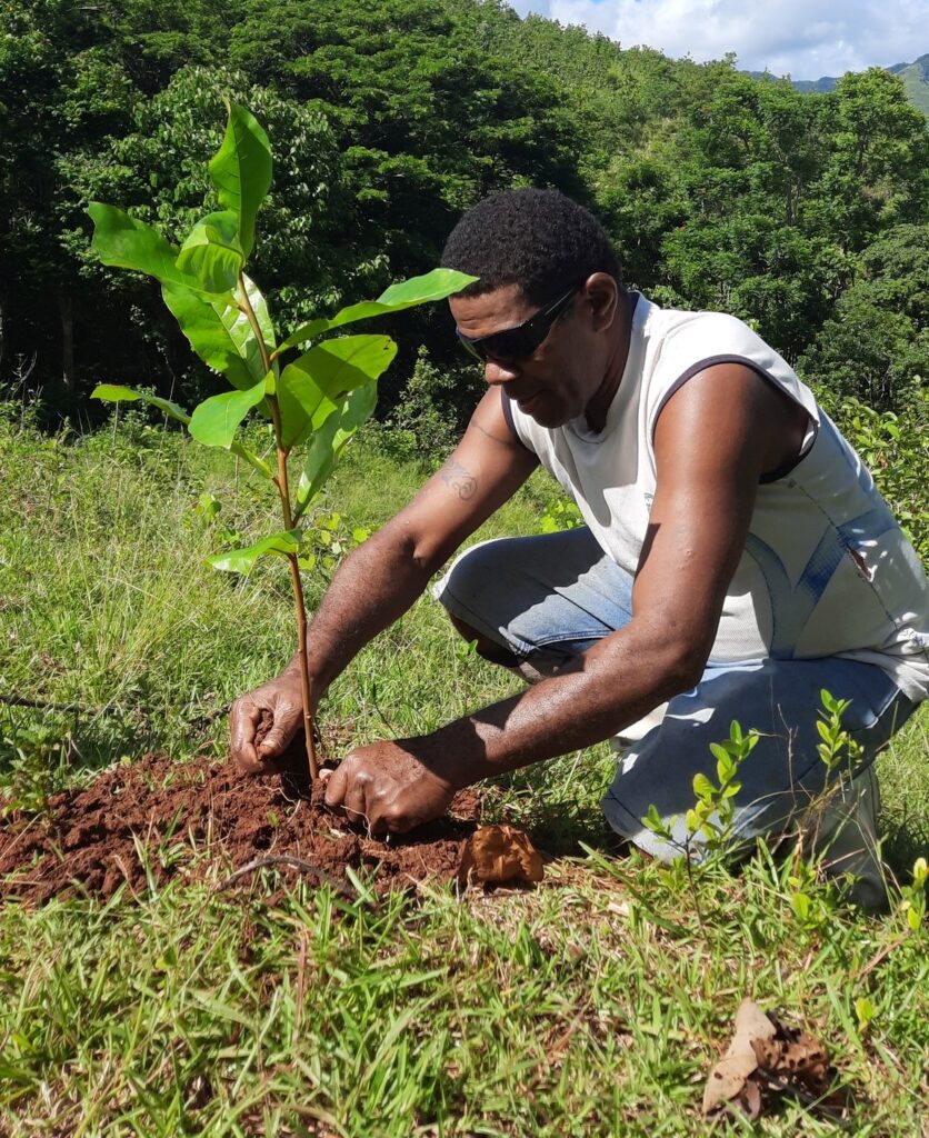 15,000 native trees planted in Vanua Levu - The Fiji Times