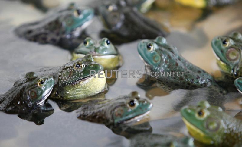 Invasive frog and snake species cost world economy $16 billion, study ...