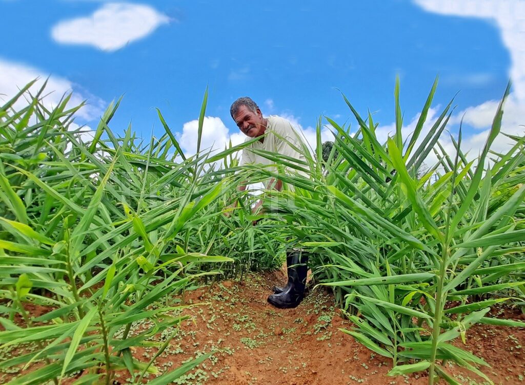 Ginger farmers encouraged to transition to commercial farming - The ...