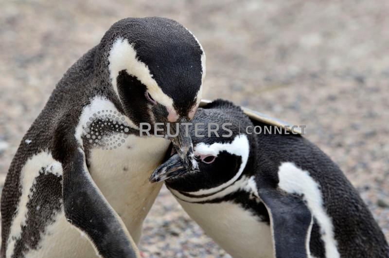 Scientists uncover history of 'ridiculously charming' penguins - The ...