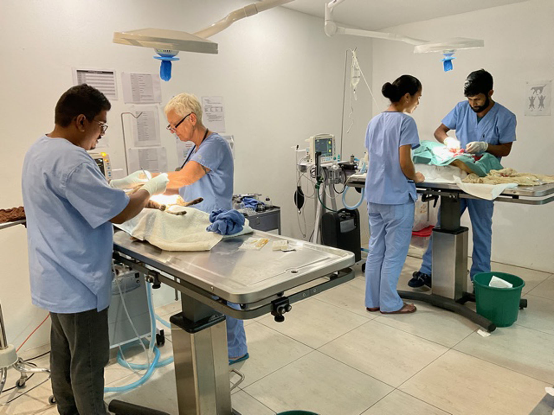 Visiting veterinarians to neuter male dogs and cats - The Fiji Times