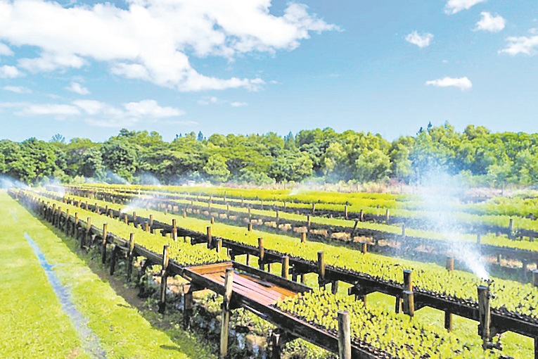 Plans to plant pine seedlings - The Fiji Times