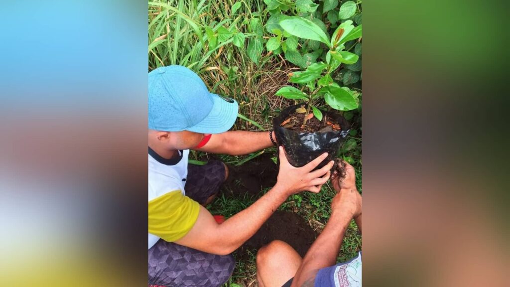 Forest restoration project begins - The Fiji Times