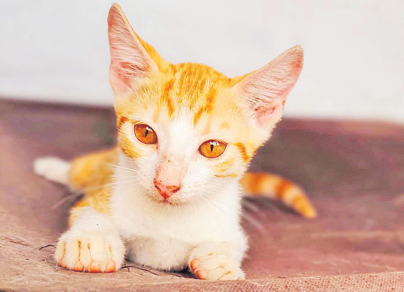 Feline fix by five - The Fiji Times
