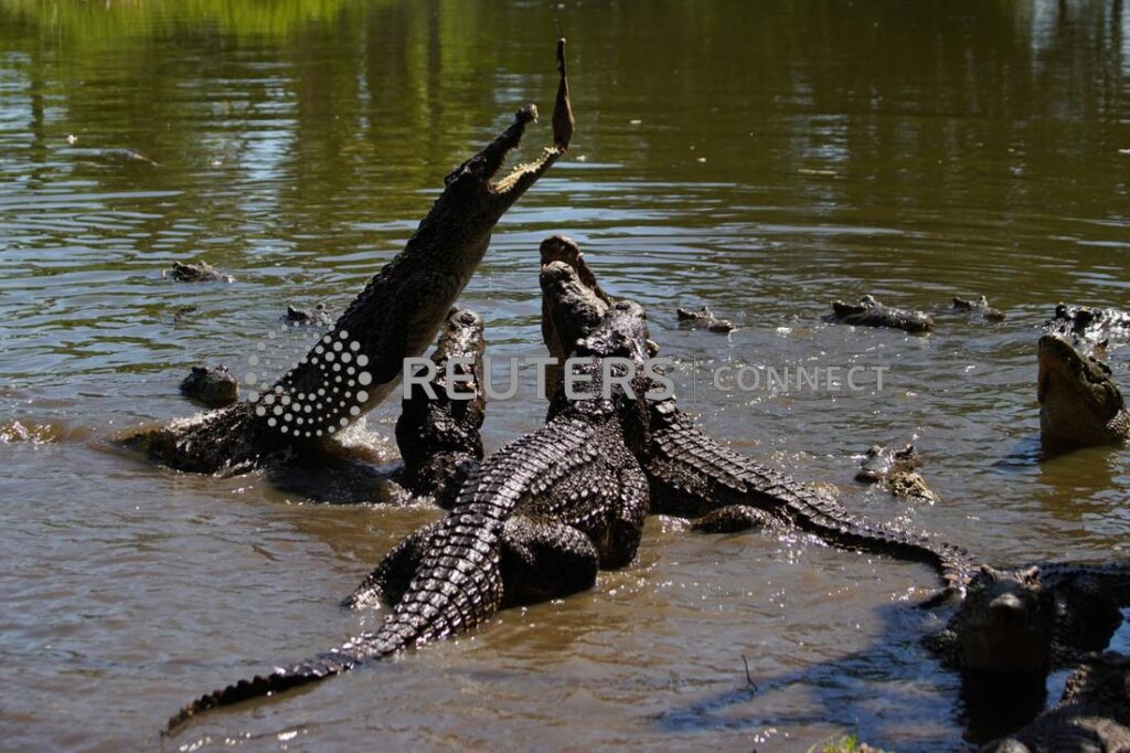 Cuban scientists race to save one of the world´s rarest crocodiles ...