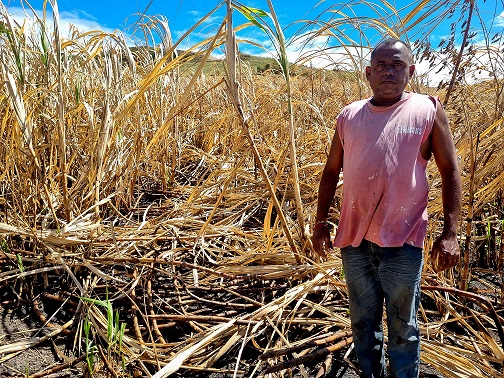 Rakiraki cane farmer claims $1500 loss - The Fiji Times