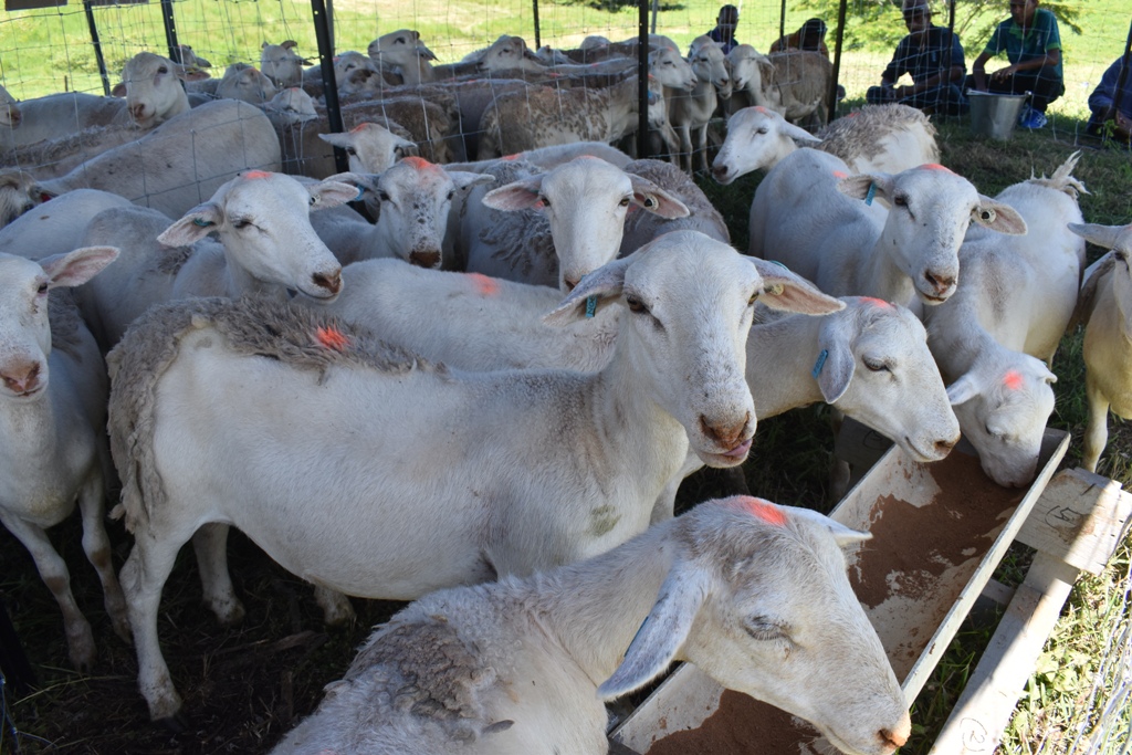 982 sheep farmers in Fiji - The Fiji Times