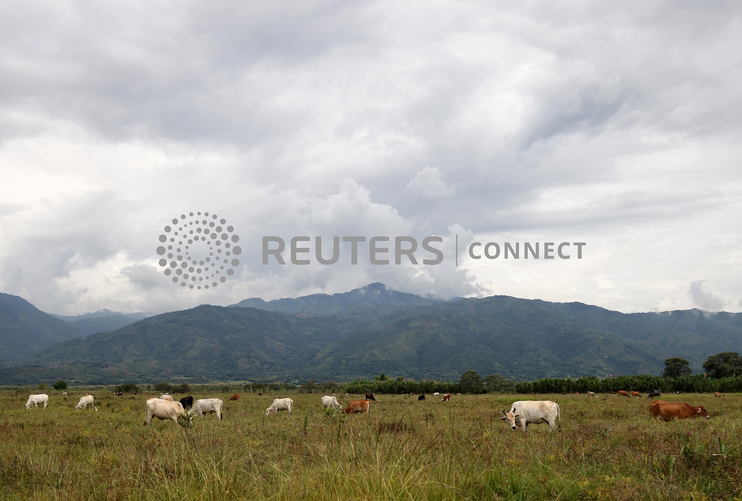 Colombia reaches deal to buy land from cattle ranchers - The Fiji Times
