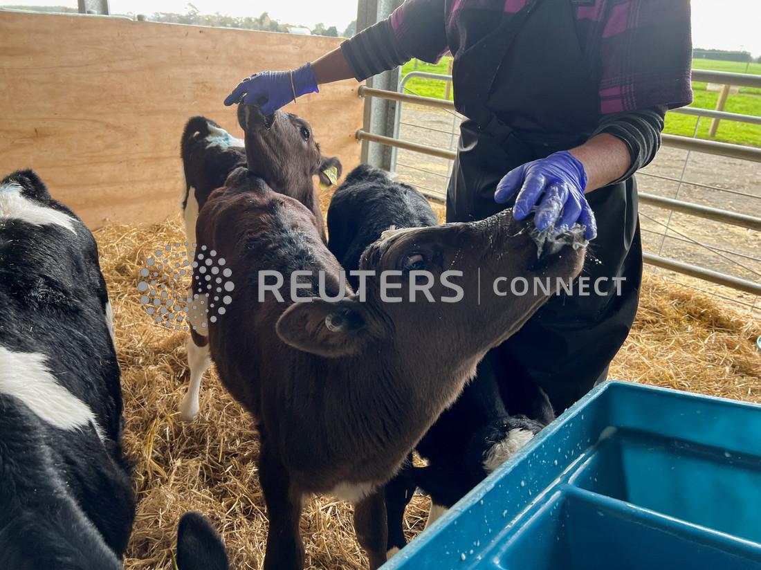 On New Zealand farm, scientists reduce cow burps to save the world ...